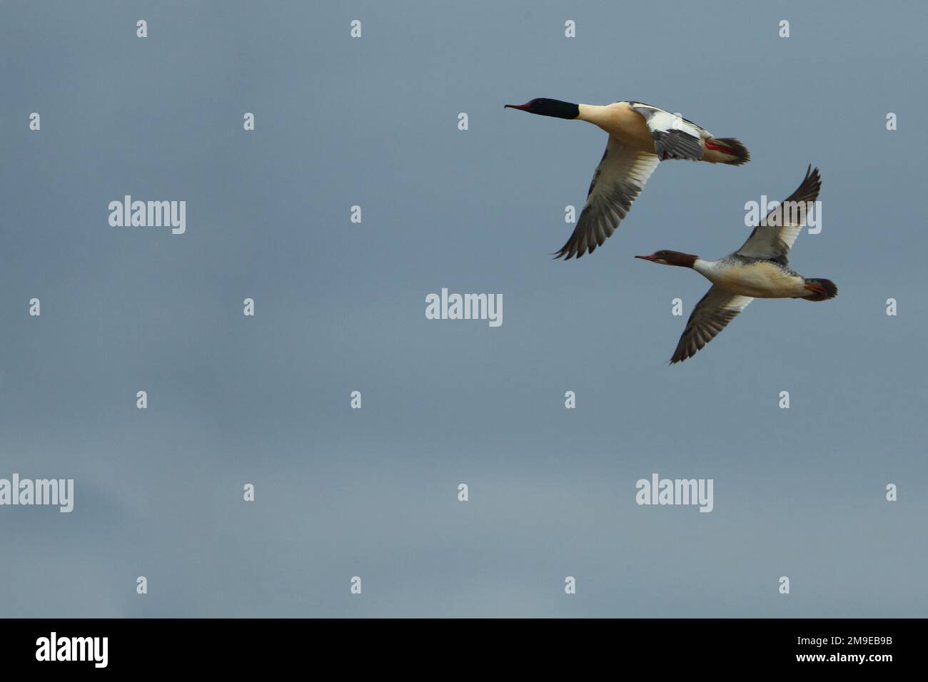 A pair of Common Mergansers (Mergus merganser) in flight at Federsee ...