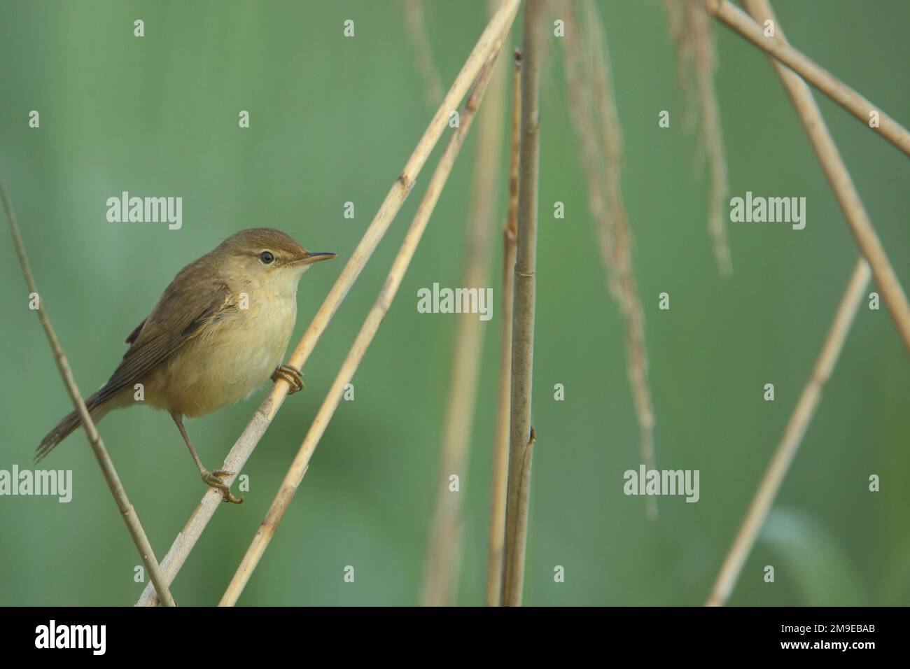 Reed warbler (Acrocephalus scirpaceus) at Federsee lake, Bad Buchau ...