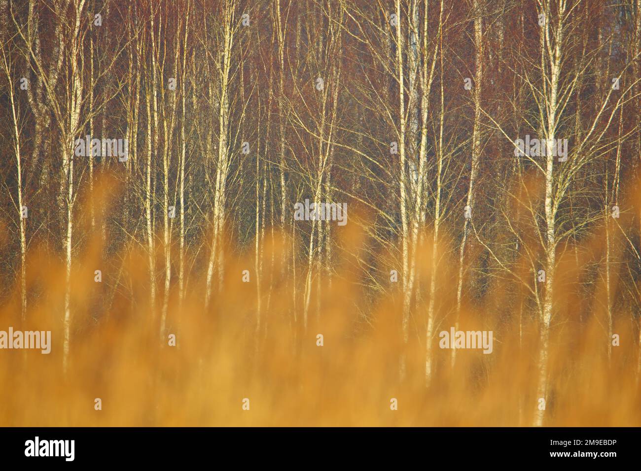 Forest edge with downy birches (Betula pubescens) and golden reed grass ...