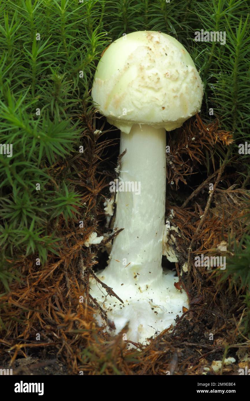 False death cap (Amanita citrina) with volva in the moss in Bad ...