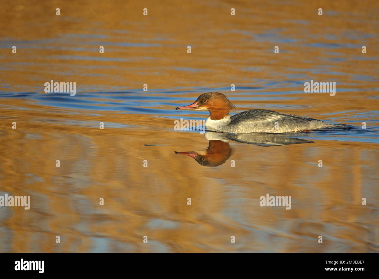 Swimming female Common Merganser (Mergus merganser) in golden water ...