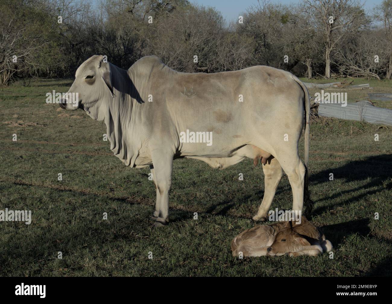 A cow and her calf enjoying the sun Stock Photo - Alamy