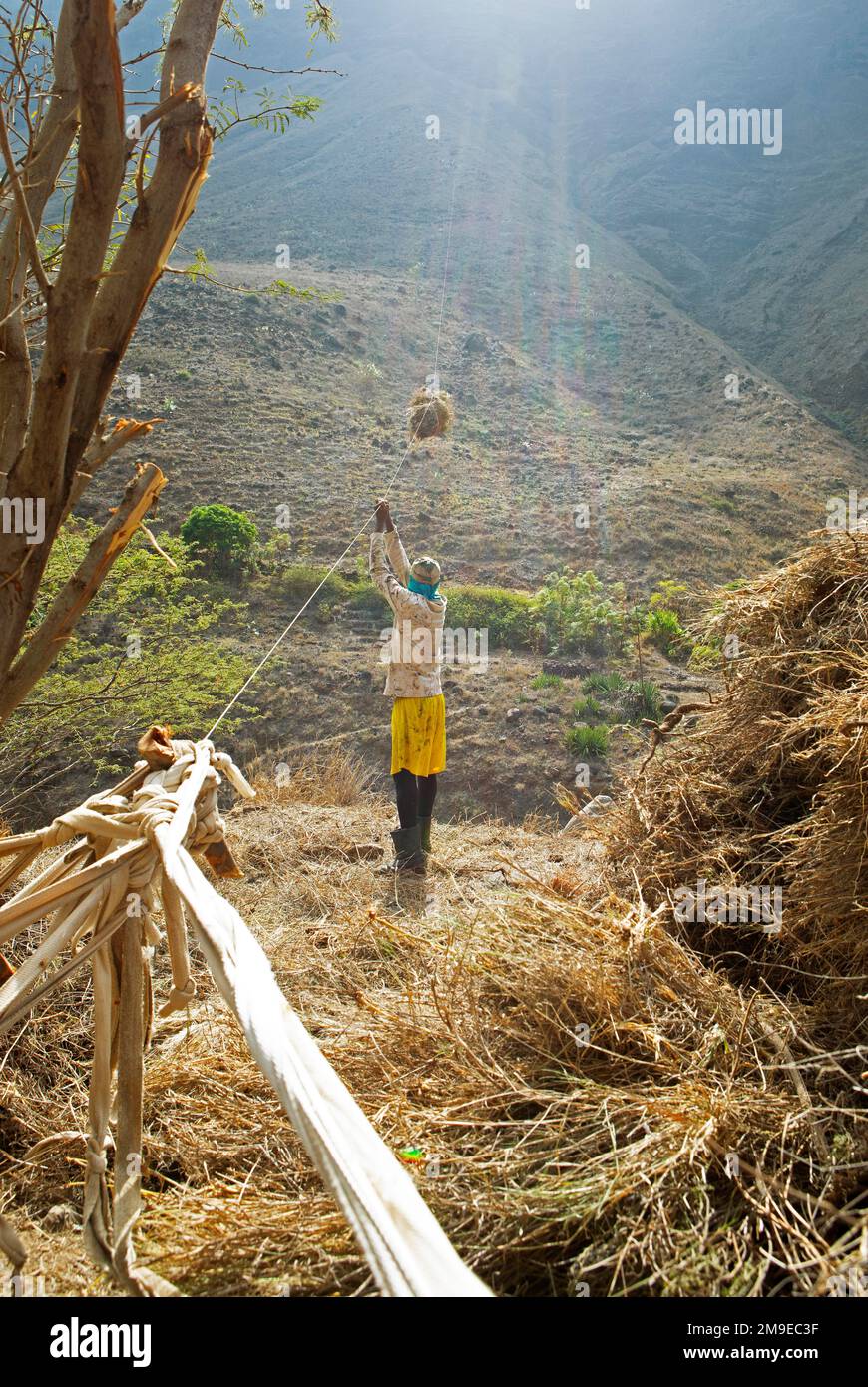 Man transporting sugarcane bales with a rope over a ravine, Mira Valley ...