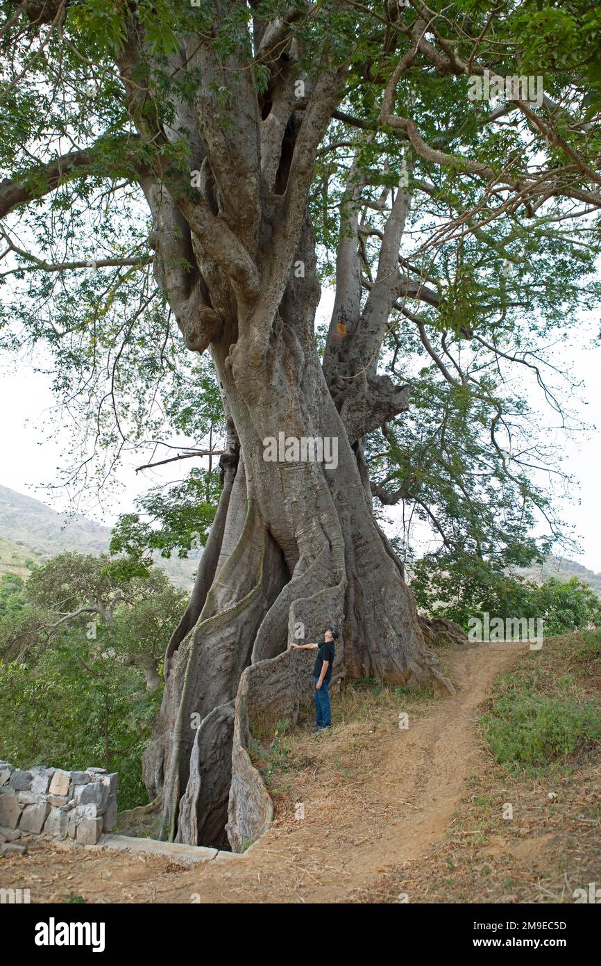 Old silk-cotton tree (Ceiba pentandra) in Poilao da Boa Entrada ...