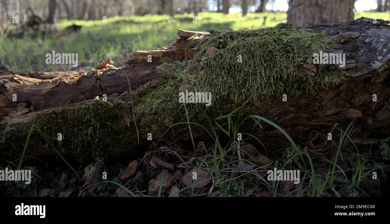 Woods grass hi-res stock photography and images - Alamy