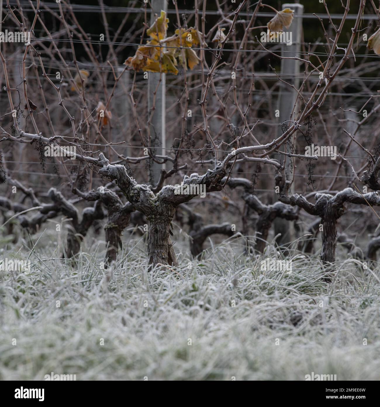 Bordeaux vineyard over frost and smog and freeze in winter, landscape ...