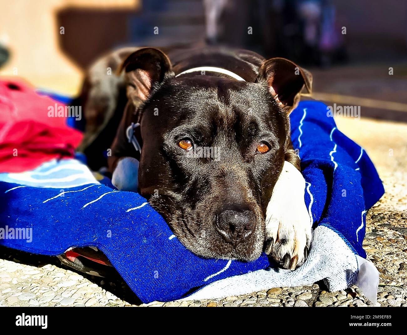 American bully hi-res stock photography and images - Alamy