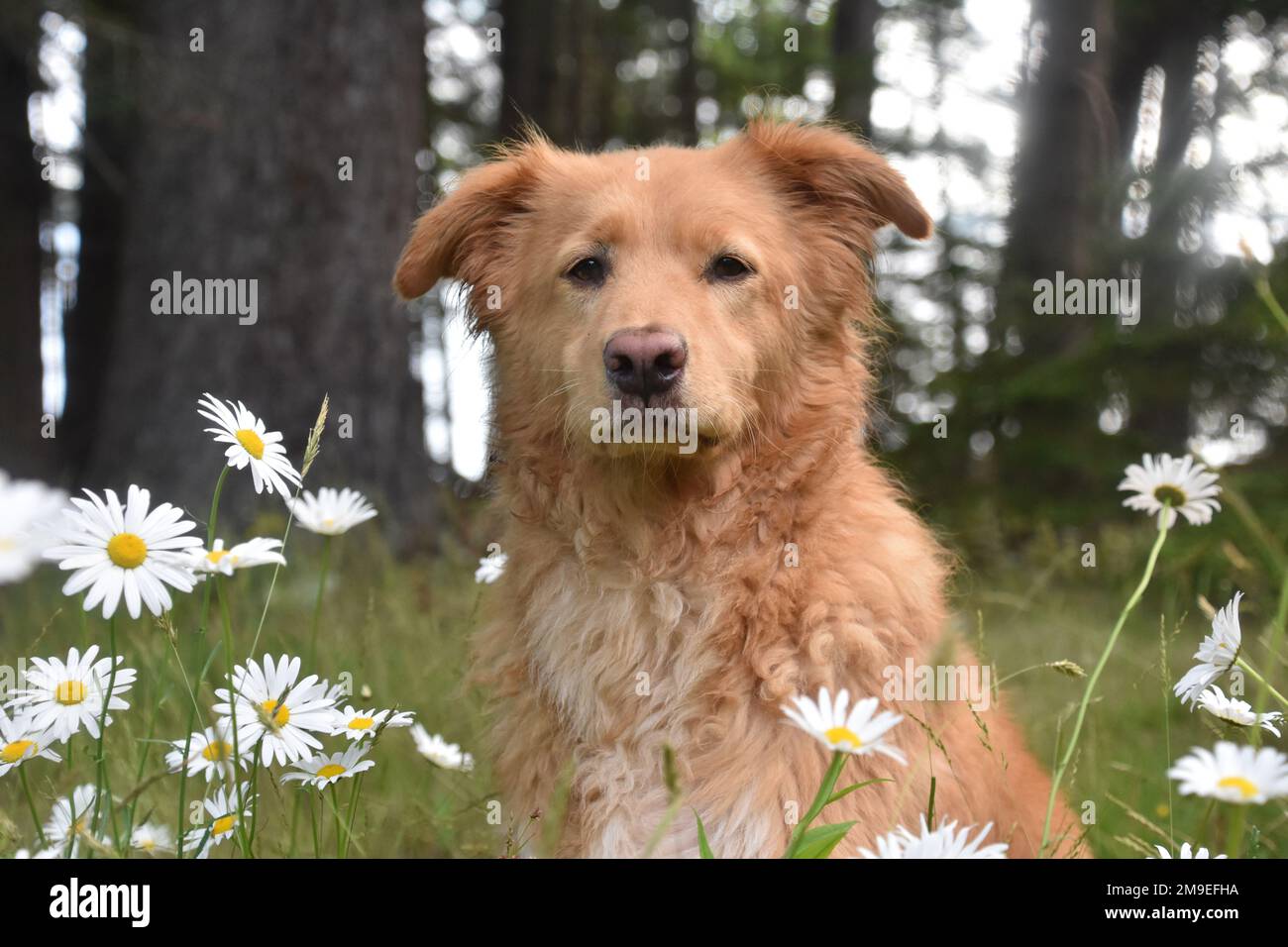 Sitting toller hi-res stock photography and images - Alamy