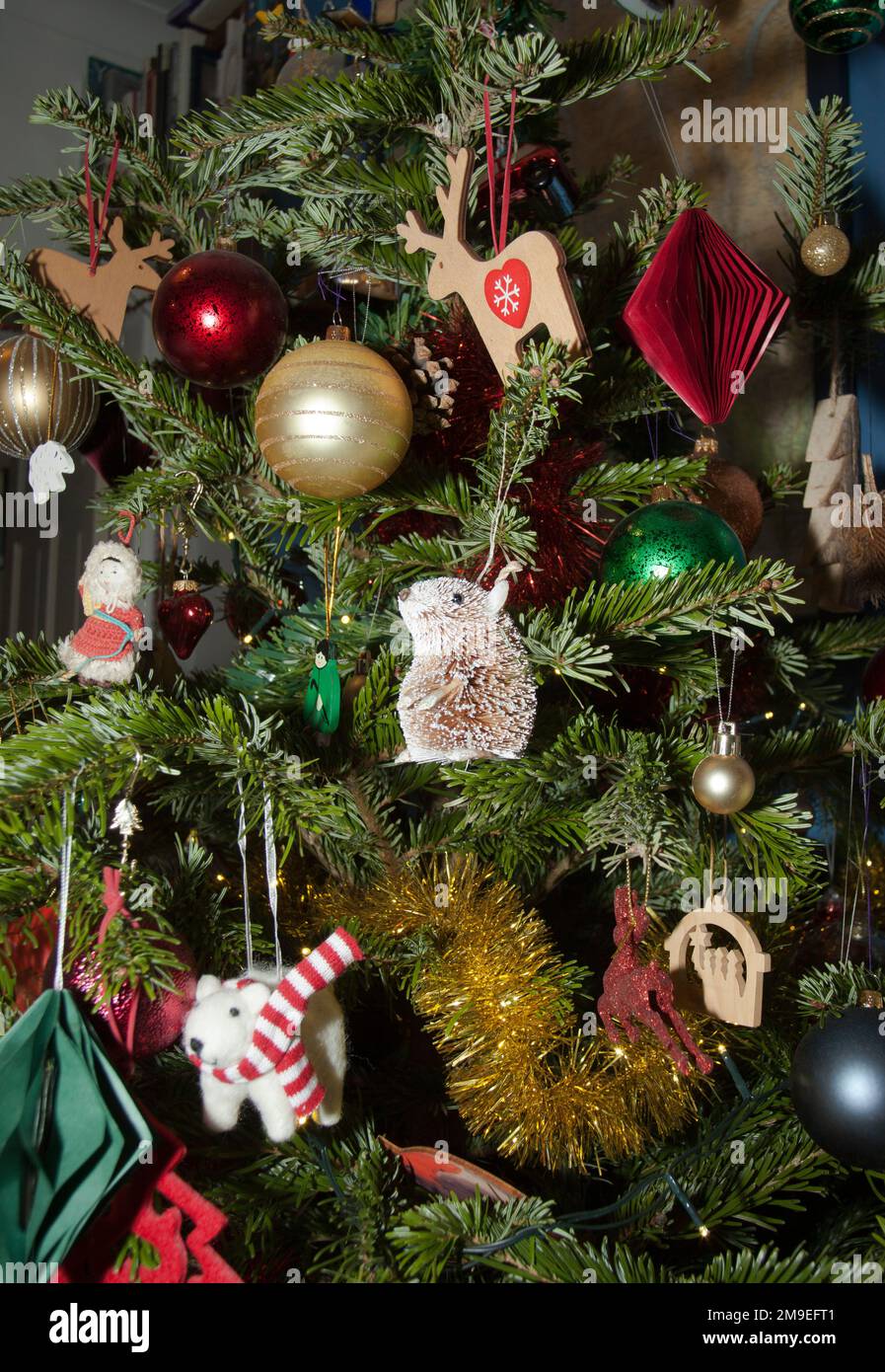 Christmas tree Nordmann Norman fir festive period decorations English ...
