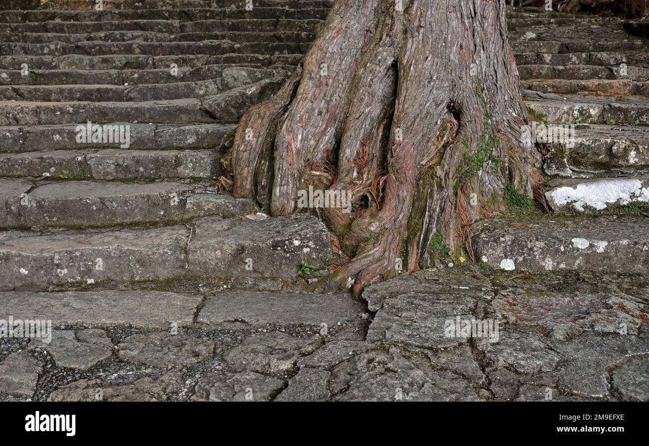 Stairs made of stone assembled around the roots of an old tree Stock ...