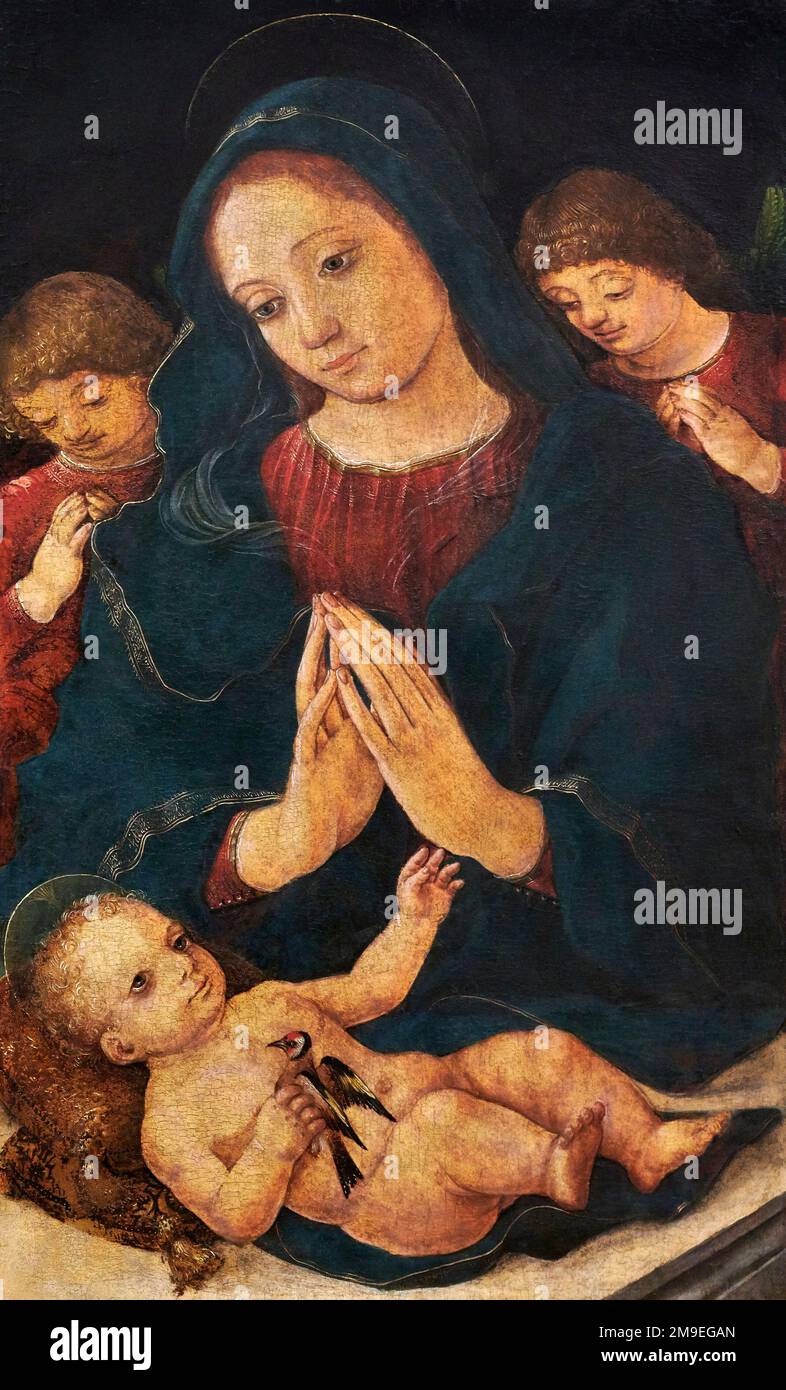 Madonna del cardellino - olio su tavola - Liberale da Verona - seconda metà del XV secolo ...