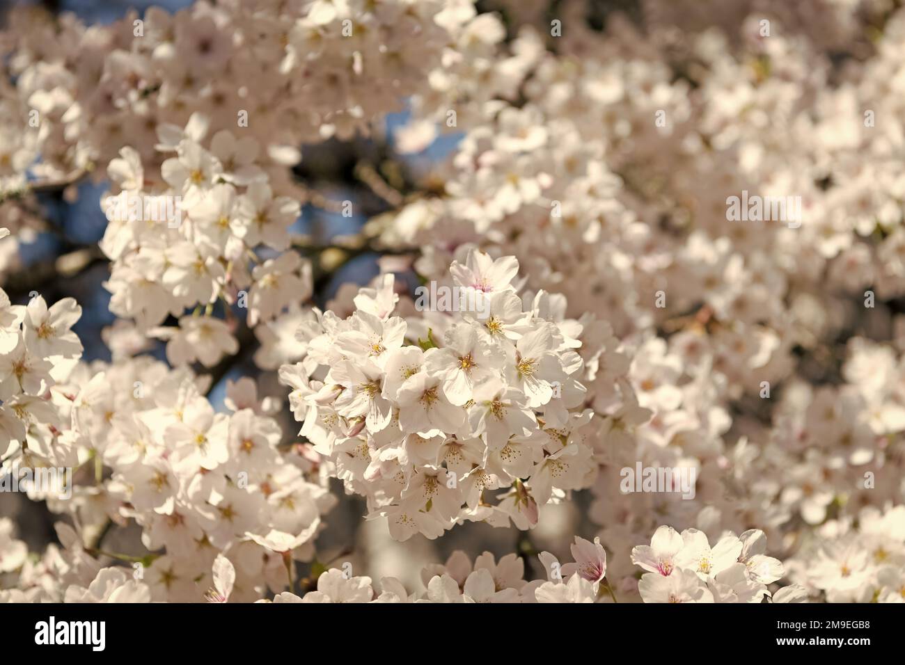 blossom of sakura tree in spring season. bloom background Stock Photo ...