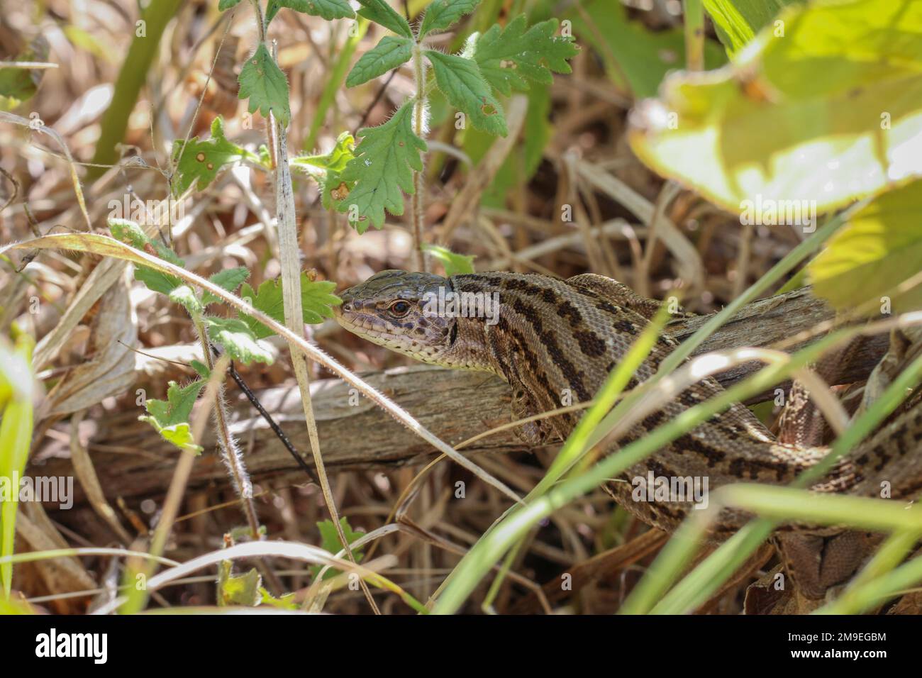 Female of sand lizard, latin name Lacerta agilis in northern Montenegro ...