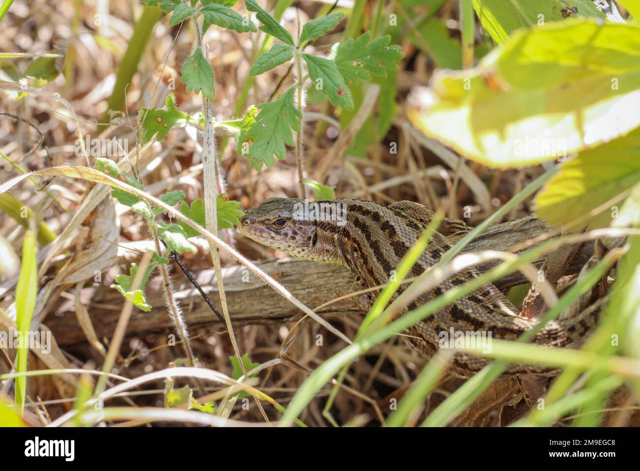 Female of sand lizard, latin name Lacerta agilis in northern Montenegro ...