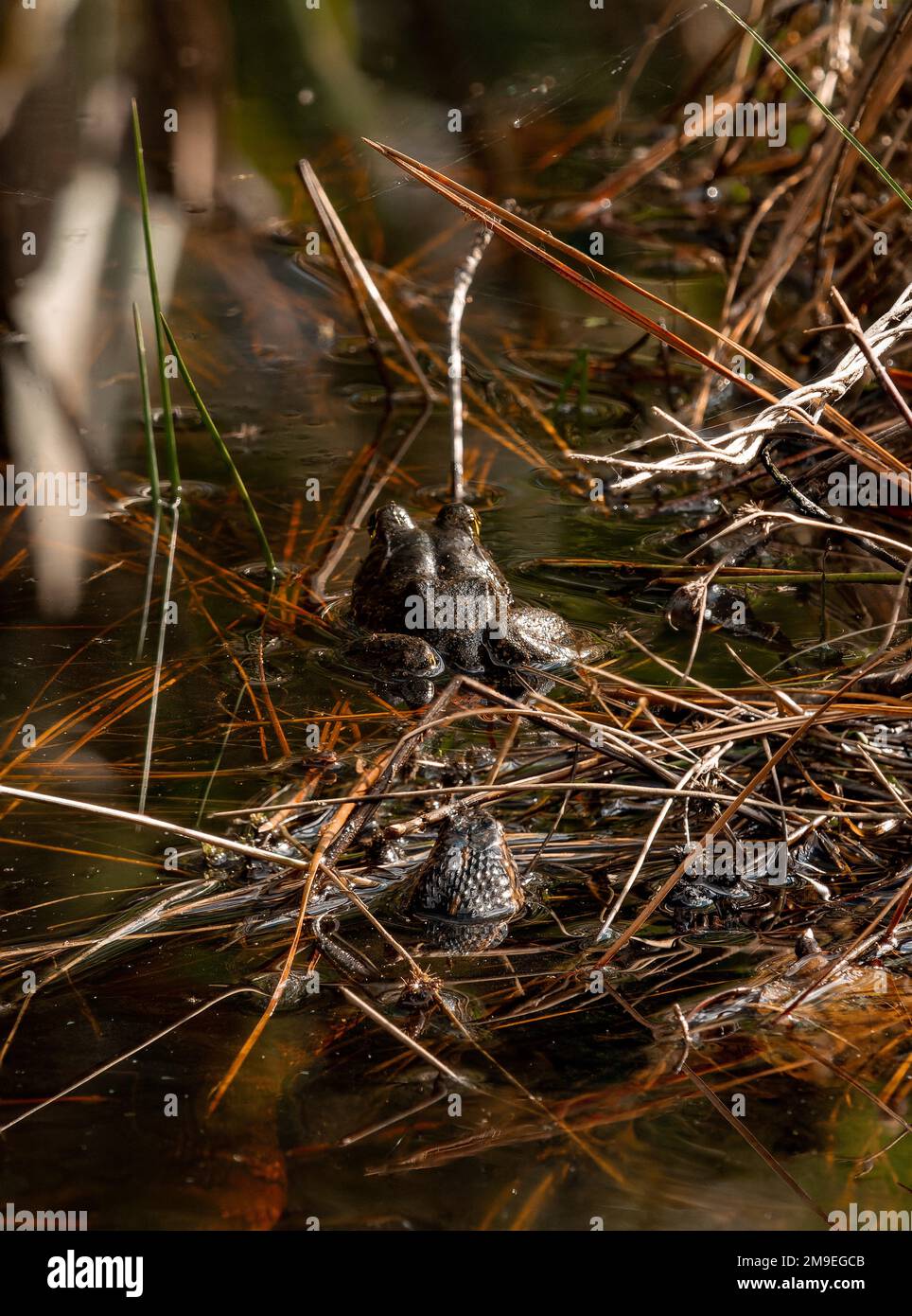 Florida Watersnake hunting an American Bullfrog Stock Photo - Alamy