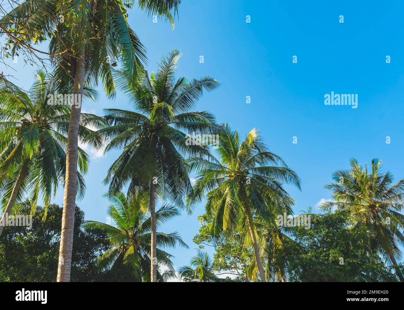 Palm trees against purple sky hi-res stock photography and images - Alamy