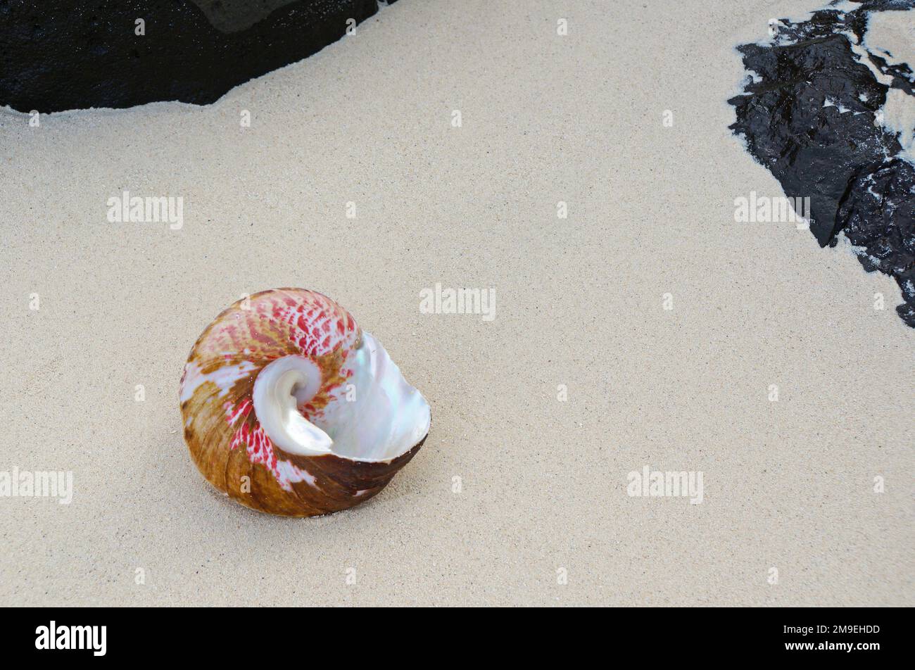A large turbo seashell sitting on a clean sand background with black ...