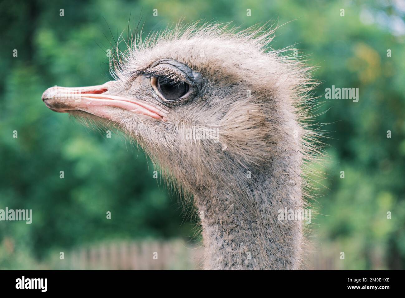 Side view portrait of an ostrich against the backdrop of greenery in ...