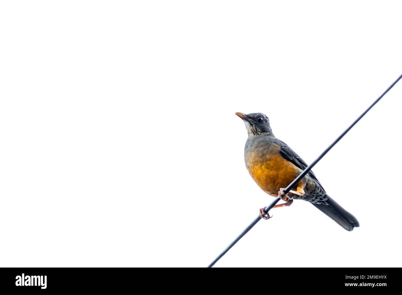 A close-up of an olive thrush (Turdus olivaceus) bird sitting on a ...