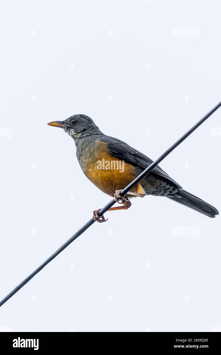 A vertical close-up of an olive thrush (Turdus olivaceus) bird sitting ...