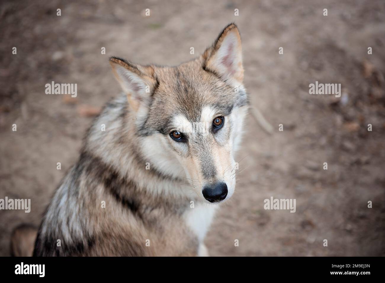 The Grey Wolves Eyes