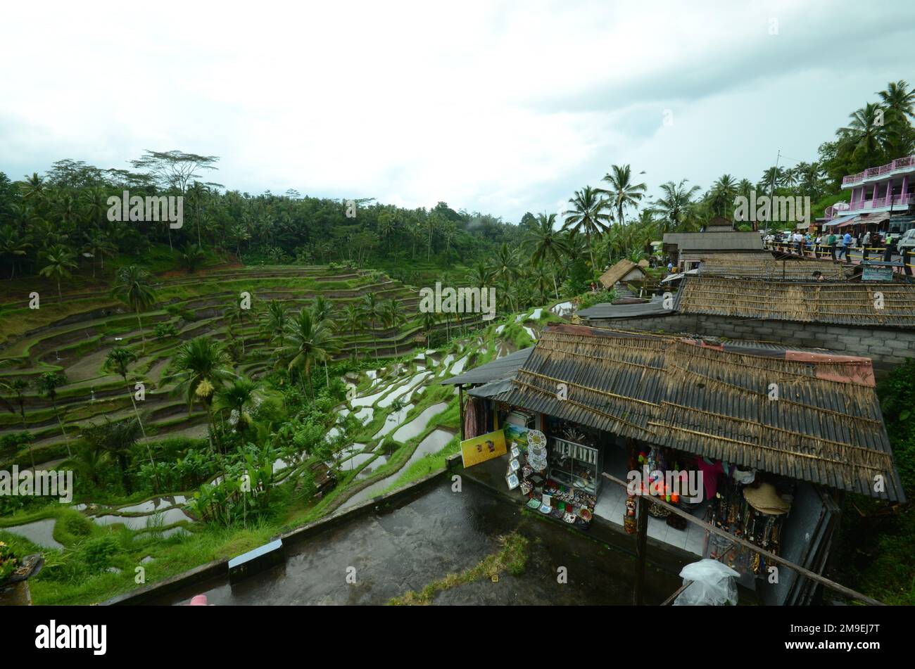 A high angle shot of Tegallalang and Jatiluwih rice terraces in Bali, Indonesia on a rainy day ...