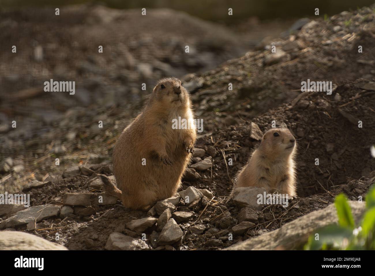 A macro shot of two cute Black-tailed prairie dogs looking up in an ...