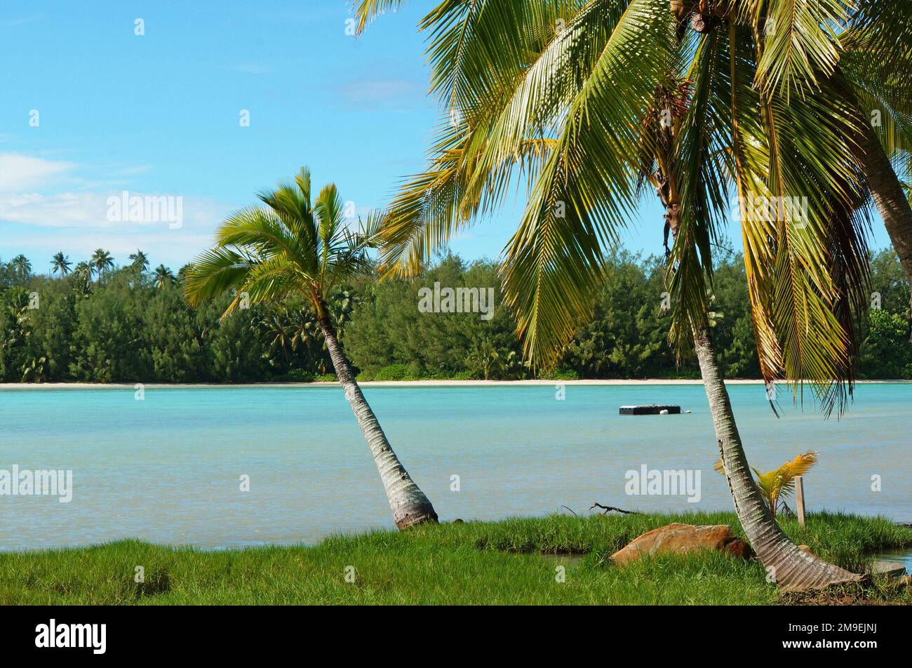 A view of coconut palm trees and a beautiful Pacific Island tropical ...