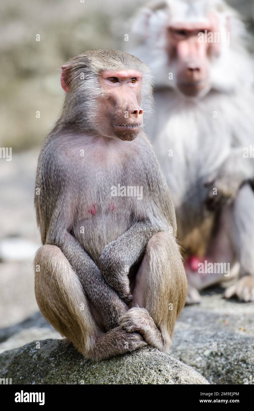 A vertical shot of a hamadryas baboon sitting on a rock Stock Photo - Alamy