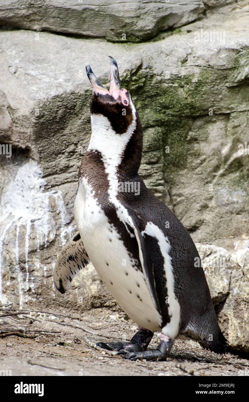 A vertical shot of a screaming Humboldt penguin at the zoo Stock Photo ...