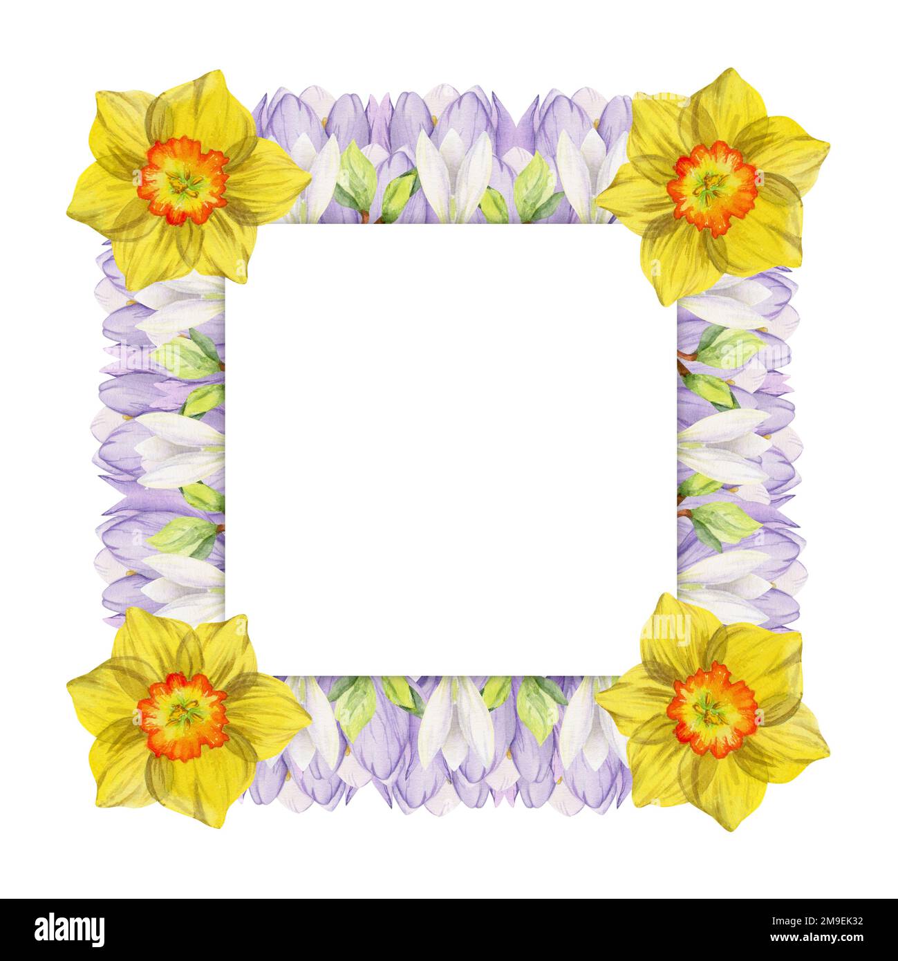 Watercolor hand drawn square frame with spring flowers, crocus ...