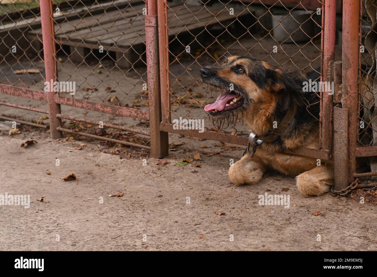 Stray dog barks hi-res stock photography and images - Alamy
