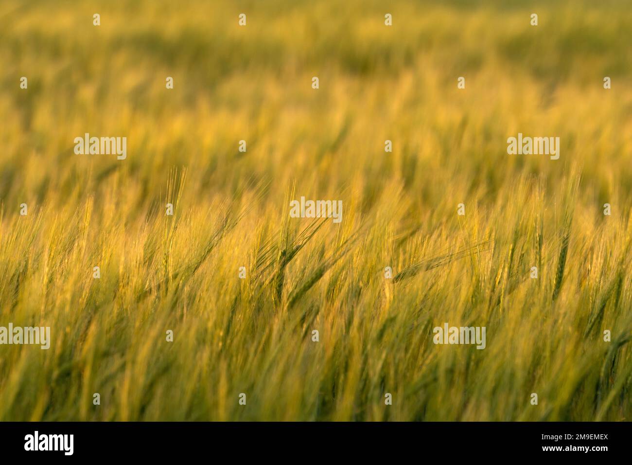 Grainfield at sunset with the sun behind it Stock Photo - Alamy