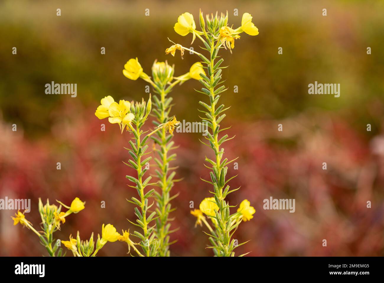 A single yellow Common evening-primrose flower in the blurred garden ...