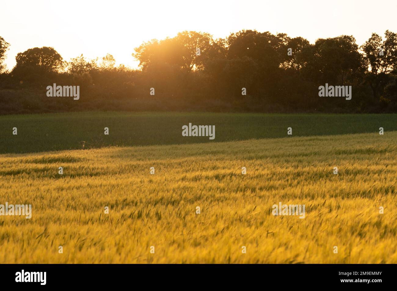 Grainfield at sunset with the sun behind it Stock Photo - Alamy