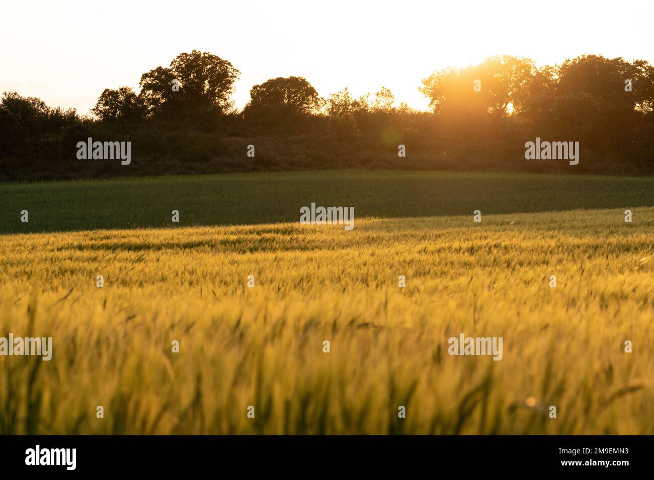 Grainfield at sunset with the sun behind it Stock Photo - Alamy