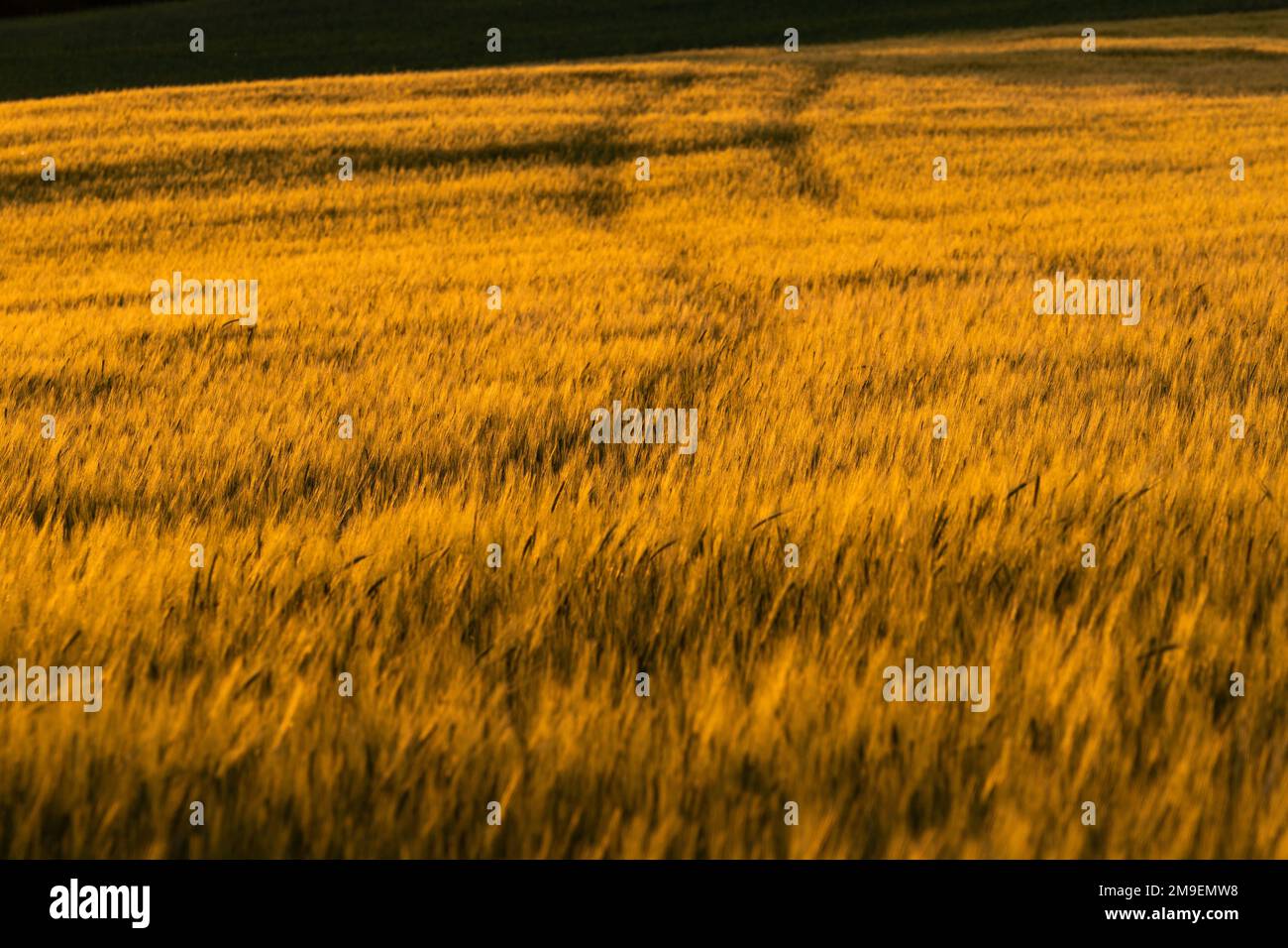 Grainfield at sunset with the sun behind it Stock Photo - Alamy