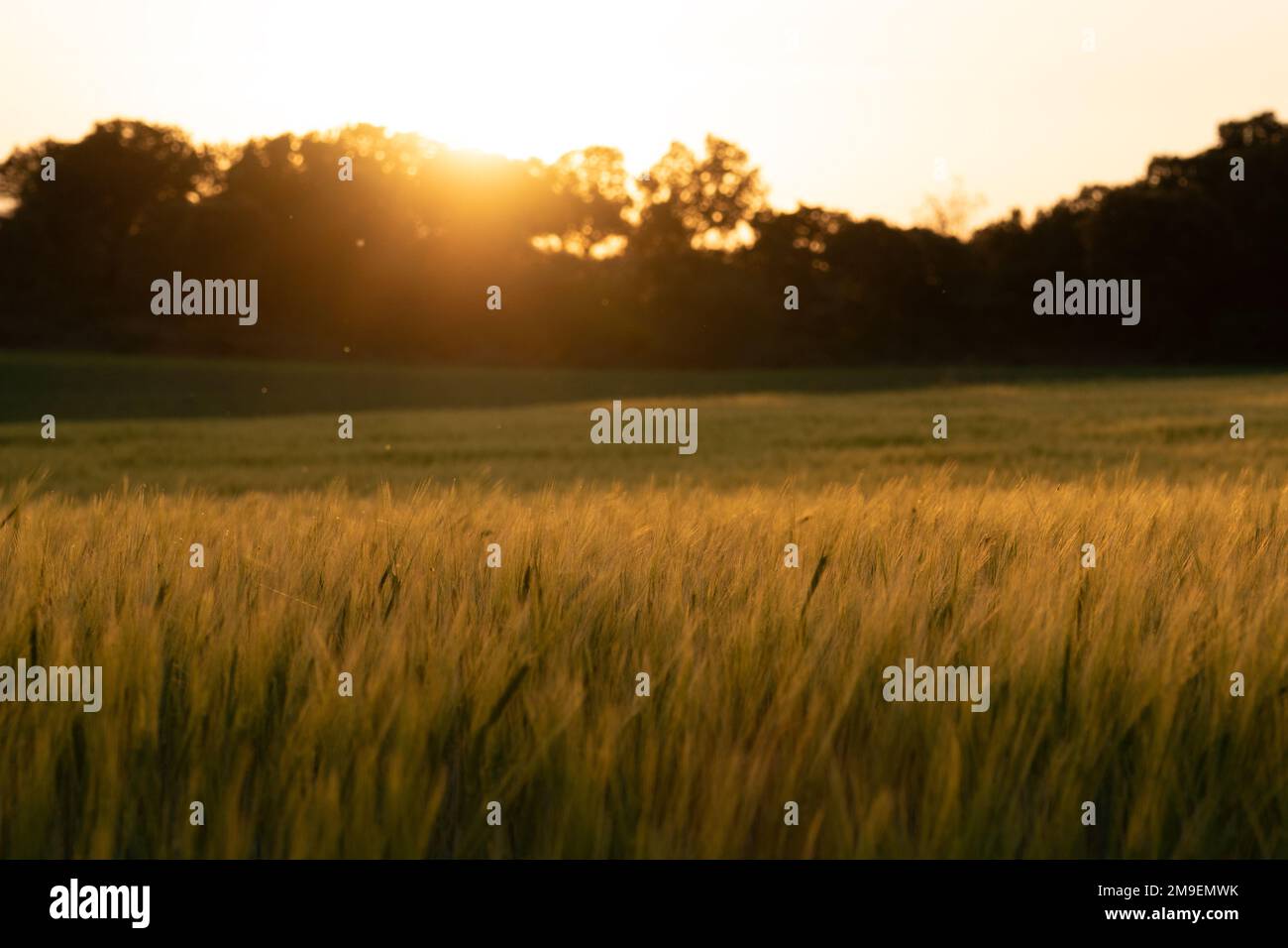 Grainfield at sunset with the sun behind it Stock Photo - Alamy
