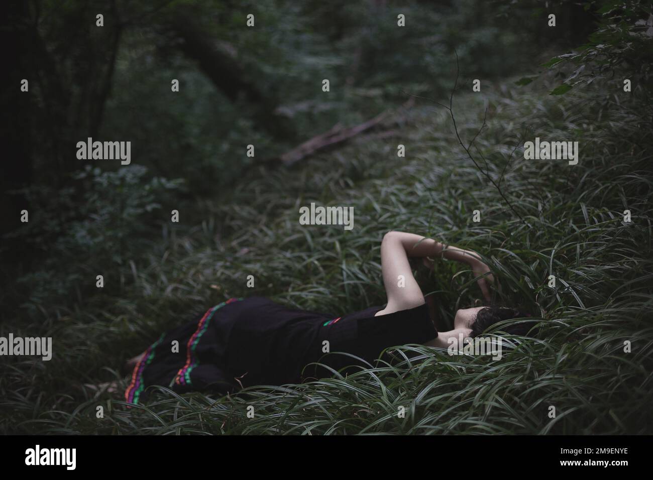 Into the dark wilderness hi-res stock photography and images - Alamy