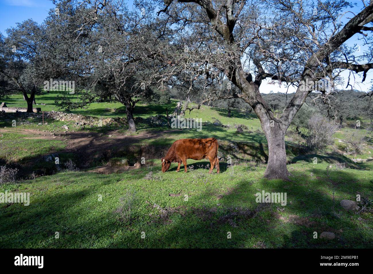 Cattle farming in spain hi-res stock photography and images - Alamy