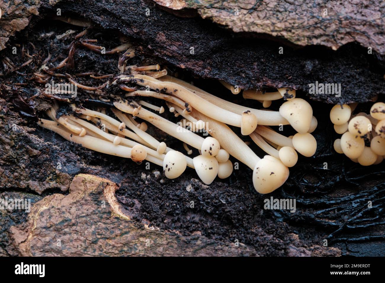 Wild Enoki mushrooms Stock Photo - Alamy