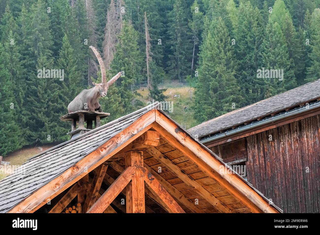 Alpine ibex, capra, resting bucolic on the roofs of alpine huts ...