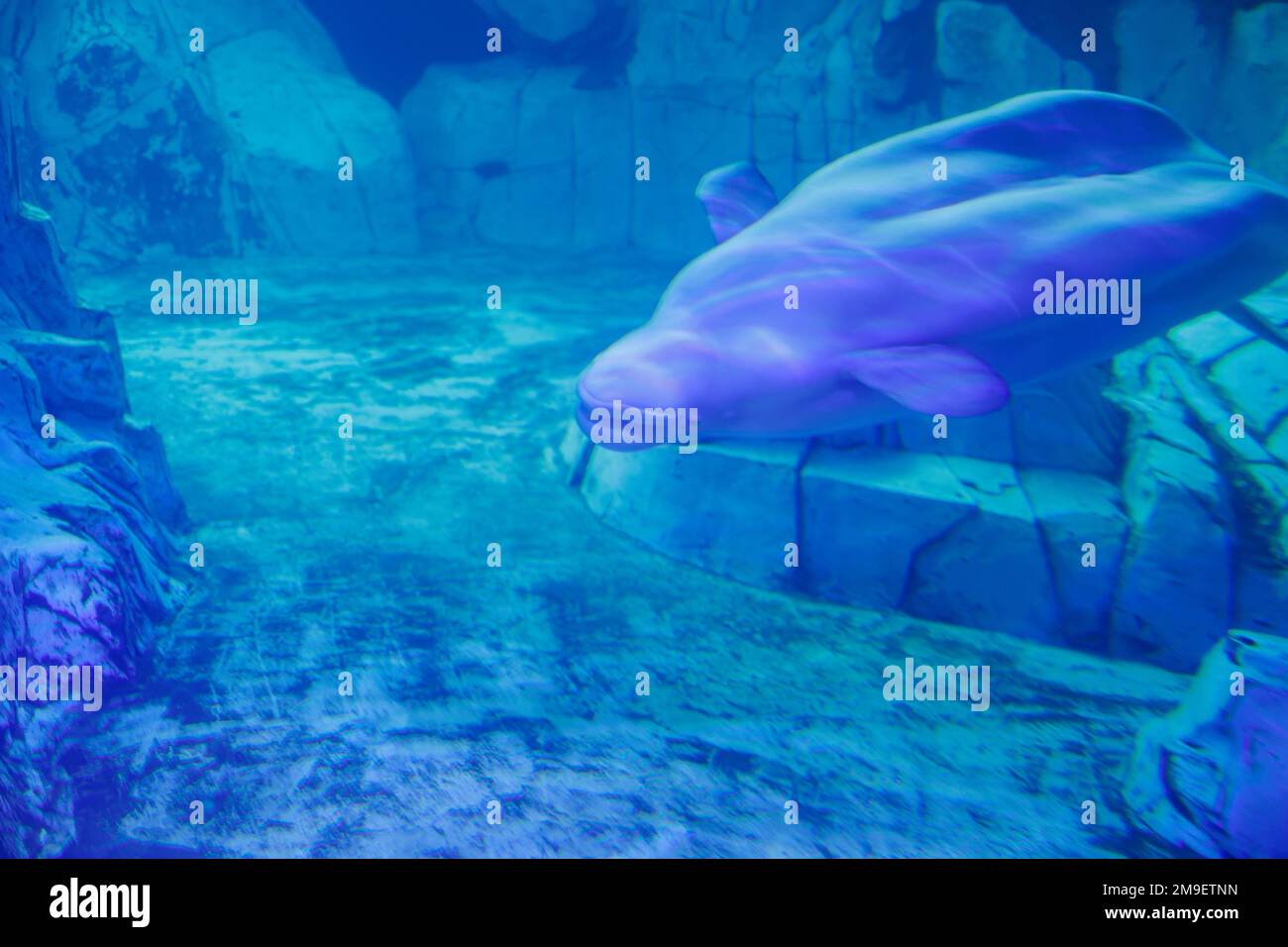 The Beluga Whale, White Whale or Delphinapterus leucas is an Arctic and ...