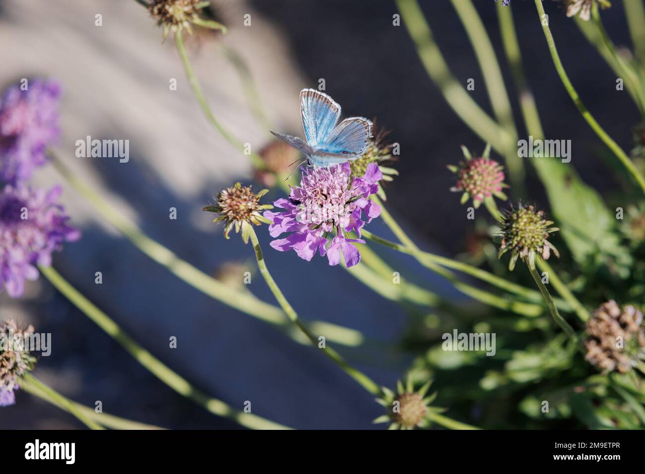Beautiful Blue Butterfly over Purple Flowers in the Italian Alps Stock ...
