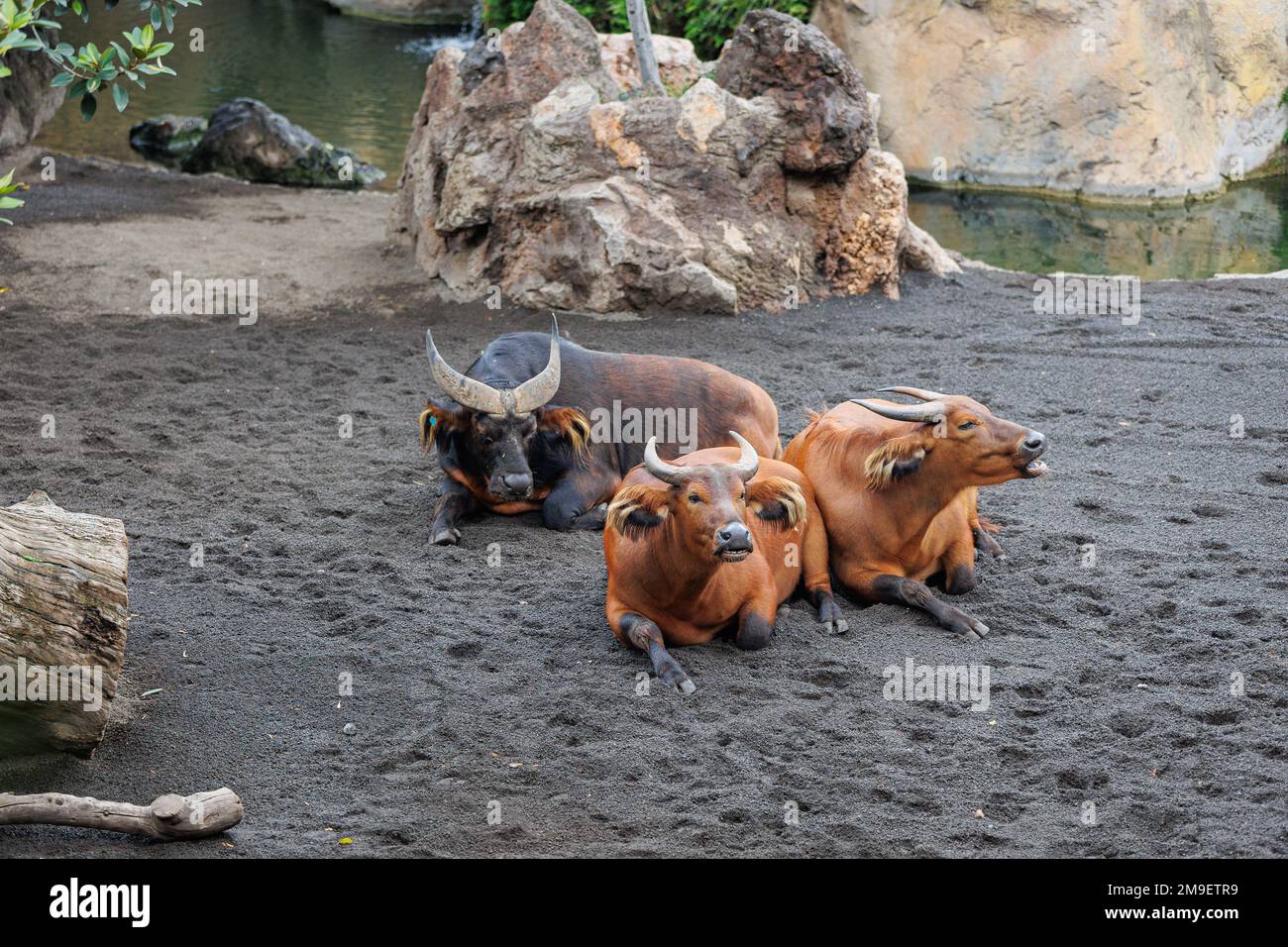 The African Forest Buffalo, Syncerus Caffer Nanus, also known as the ...