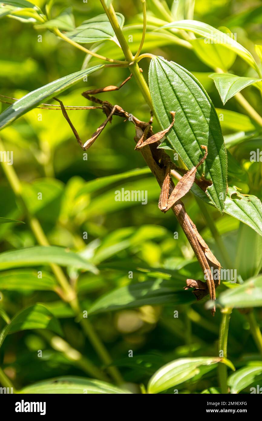 Australian male Giant Spiny Leaf Insect, extatosome tiaratum, resting ...