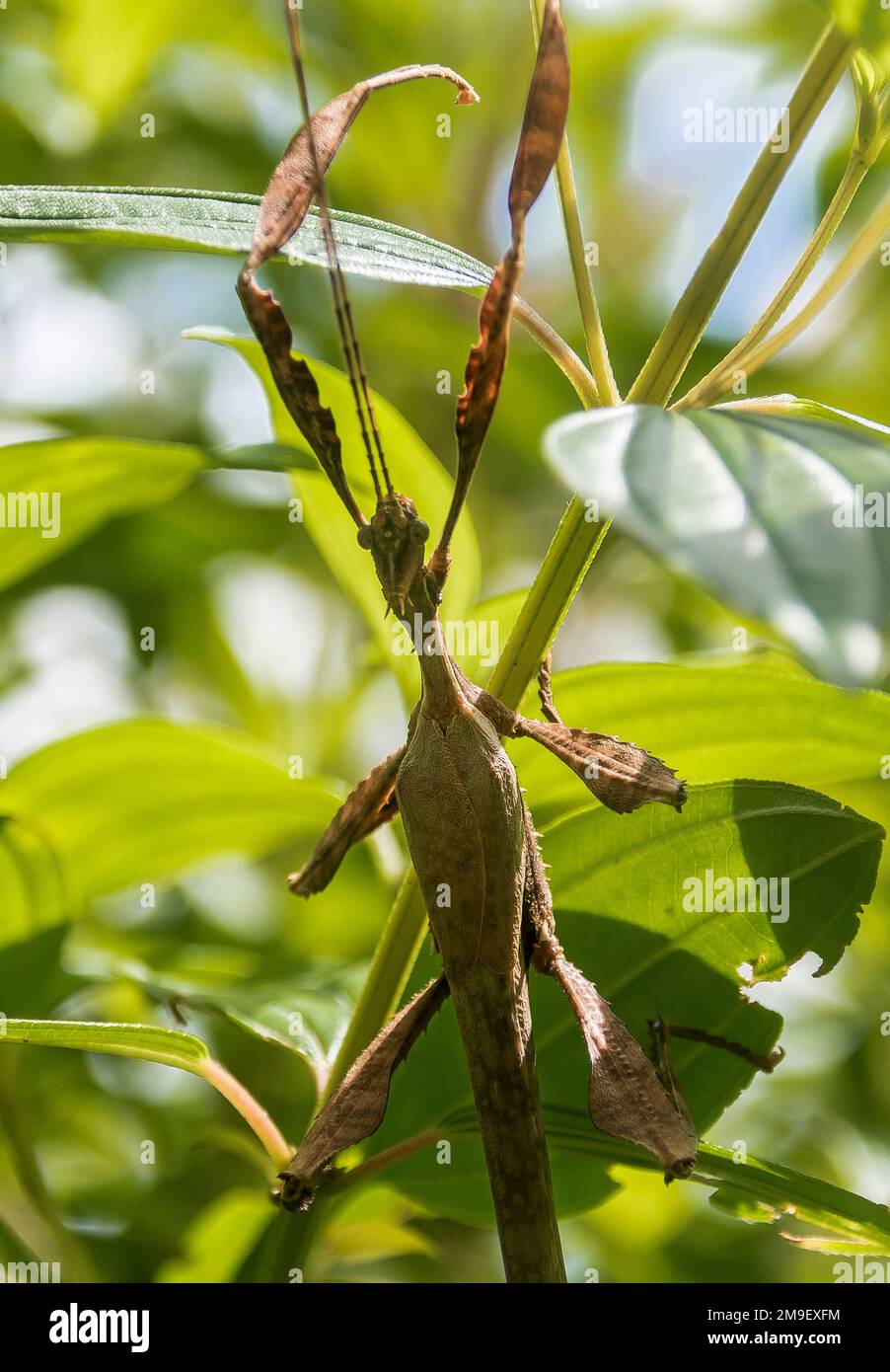 Australian male Giant Spiny Leaf Insect, extatosome tiaratum, resting ...