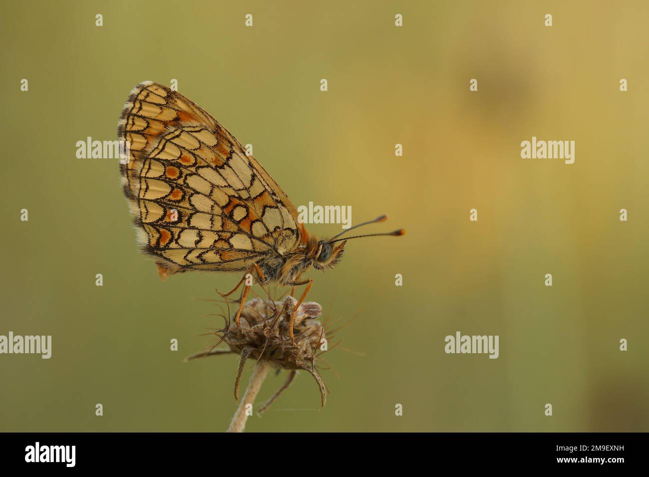 Natural closeup on the Mediterranean blue-eyed Provincal fritillary ...