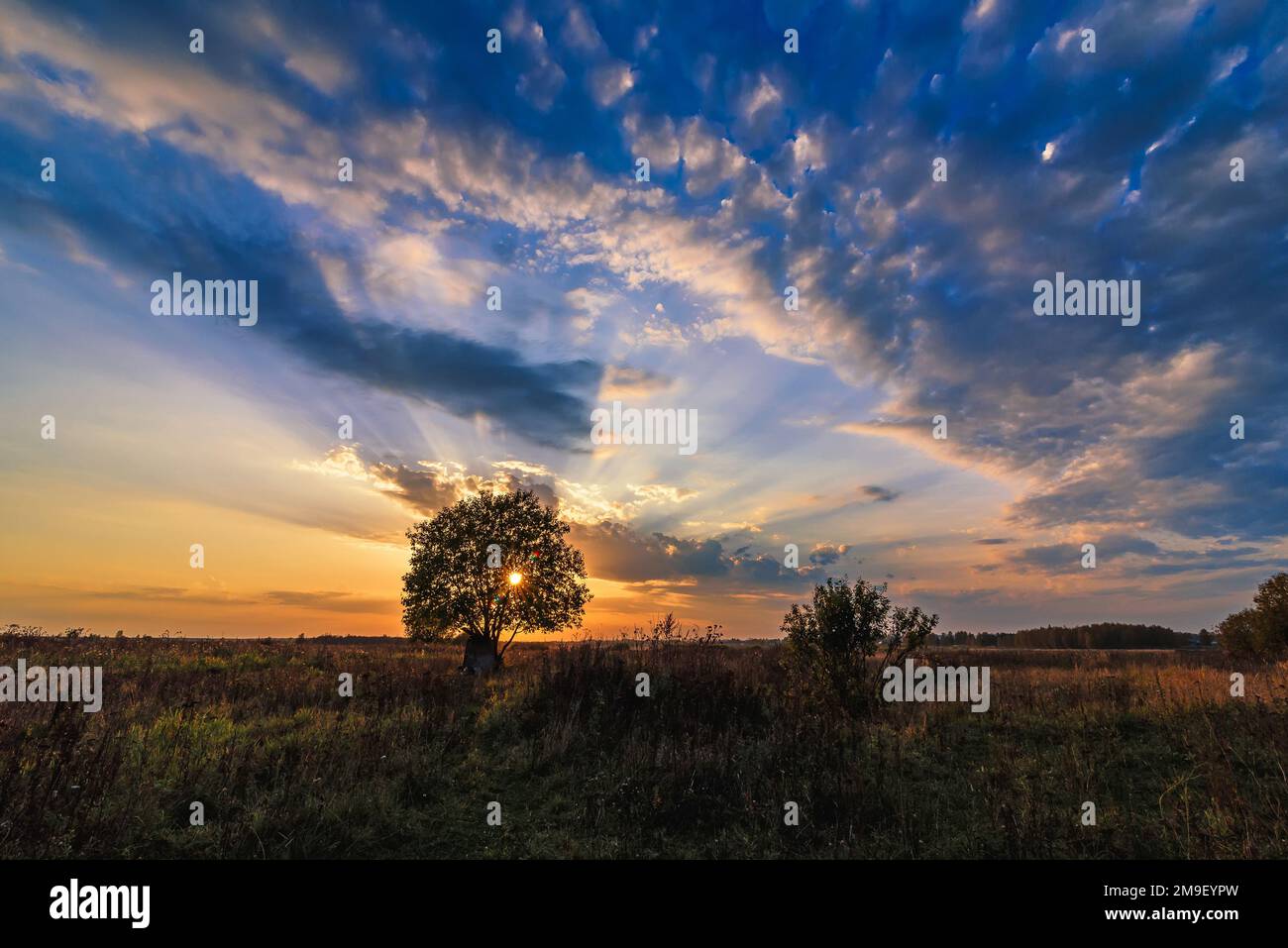 lonely tree in a field against an orange sunset in autumn with sunlight ...