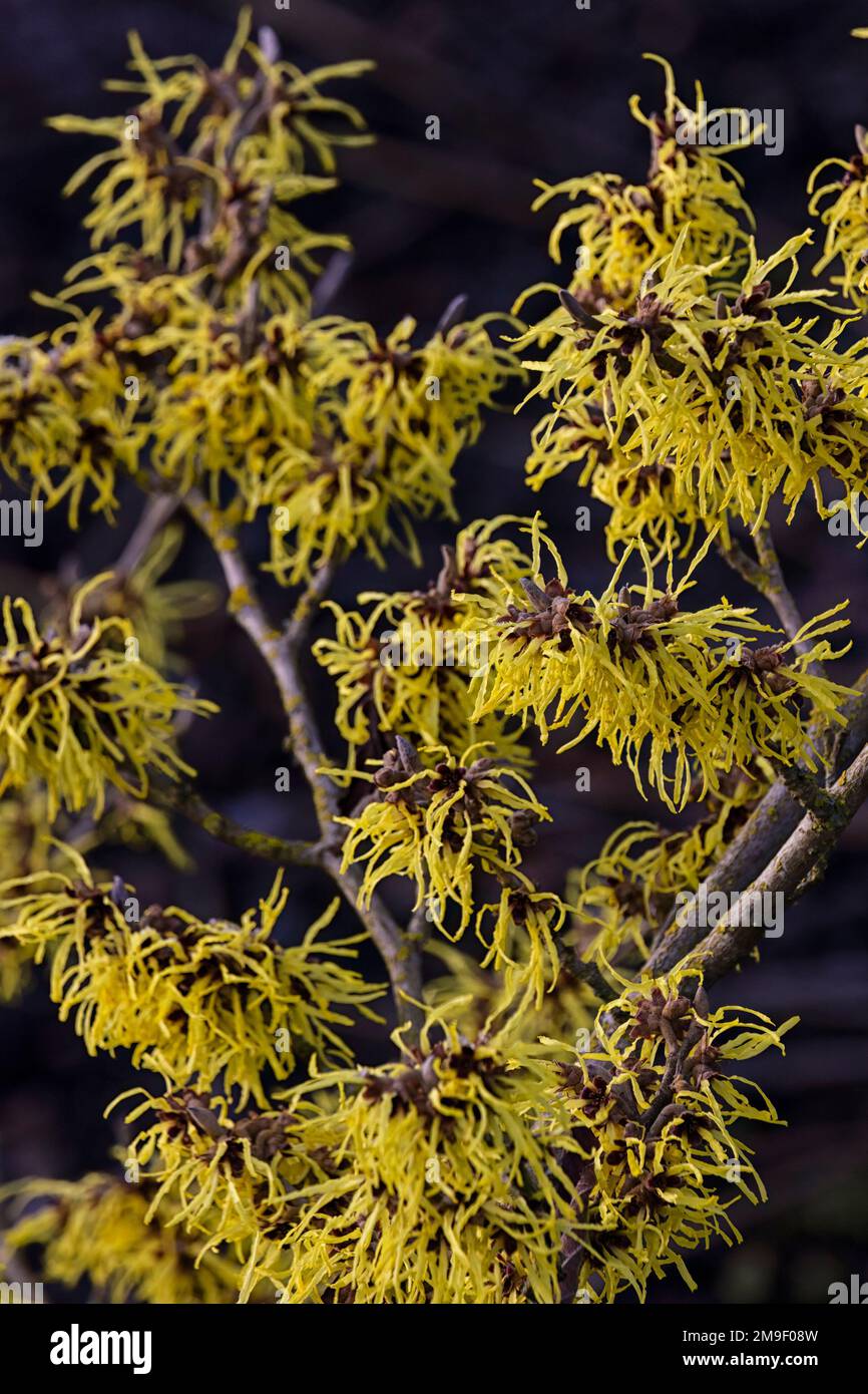 Flowers of Hamamelis × intermedia 'Pallida' in winter against a dark ...